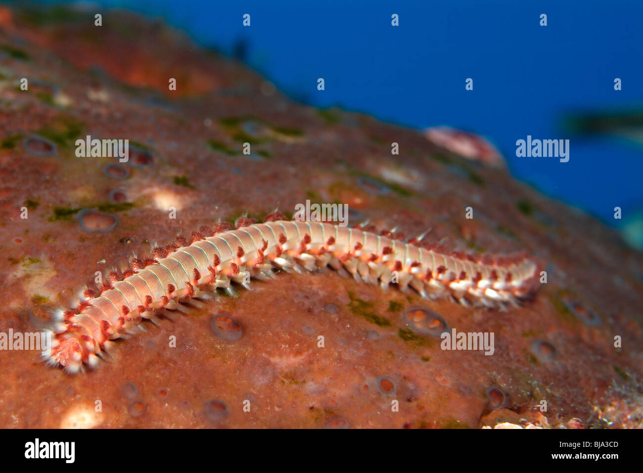 Bearded fireworm in the Gulf of Mexico Stock Photo - Alamy