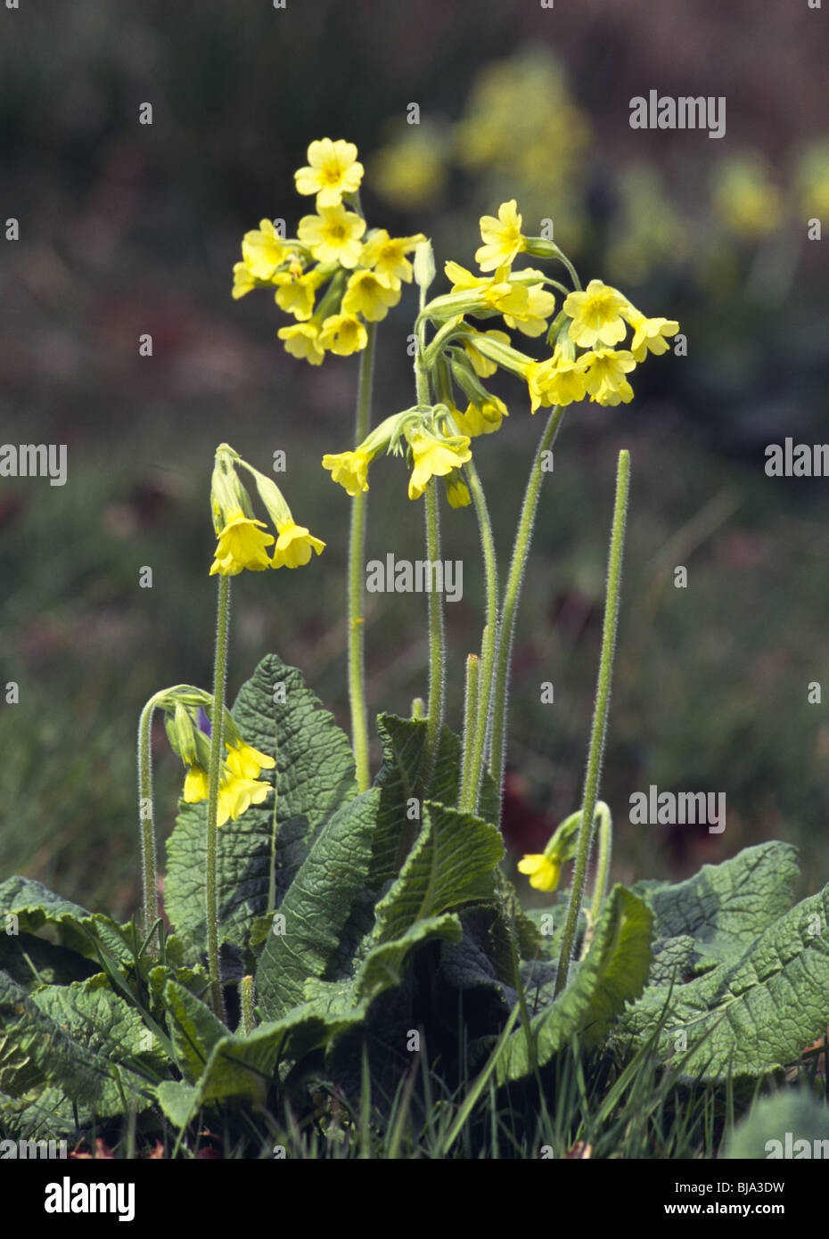 A cowslip (Primula veris) growing wild in woodland Stock Photo - Alamy