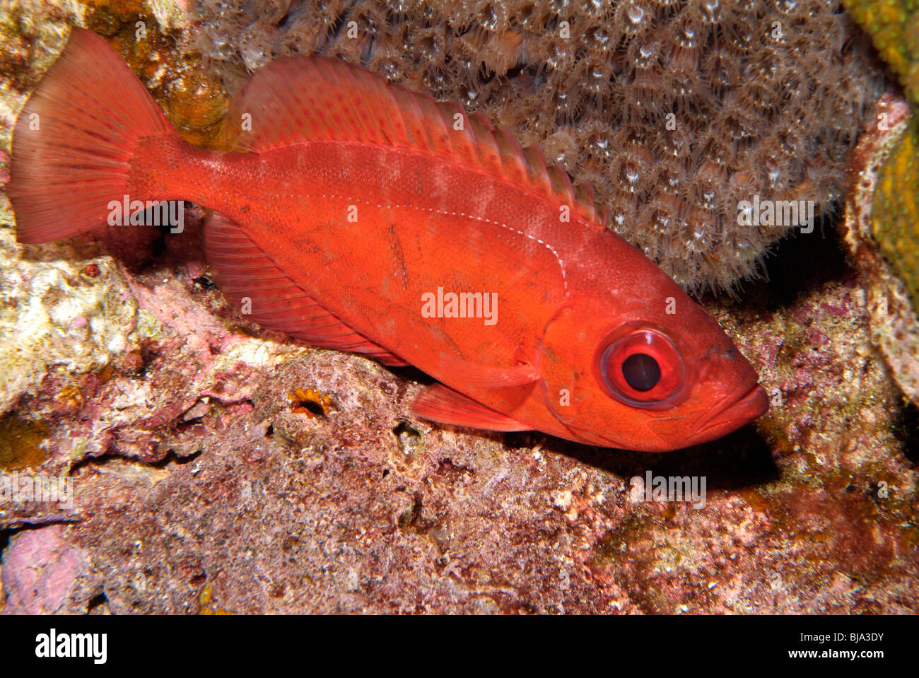 Priacanthus cruentatus hi-res stock photography and images - Alamy