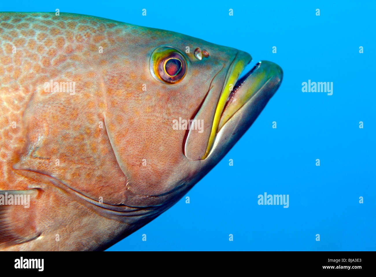 Yellow Mouth Grouper