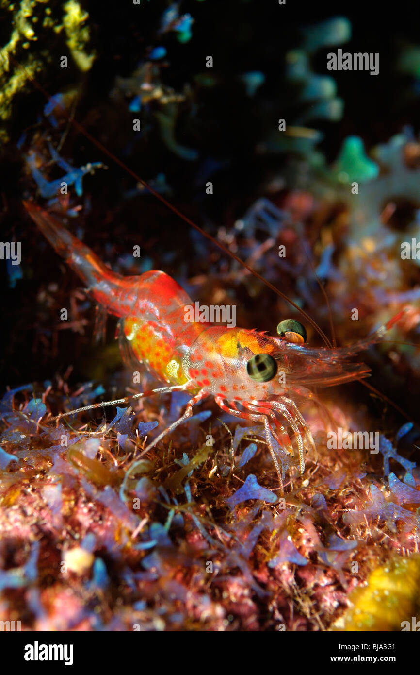 Red night shrimp hi-res stock photography and images - Alamy
