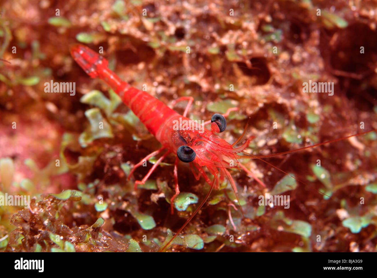 Red night shrimp hi-res stock photography and images - Alamy