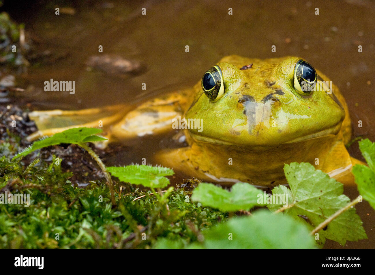 Gigging frogs hi-res stock photography and images - Alamy