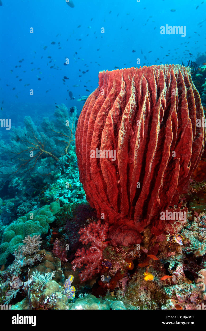 Giant Barrel Sponge in Raja Ampat, Pacific Ocean Stock Photo - Alamy