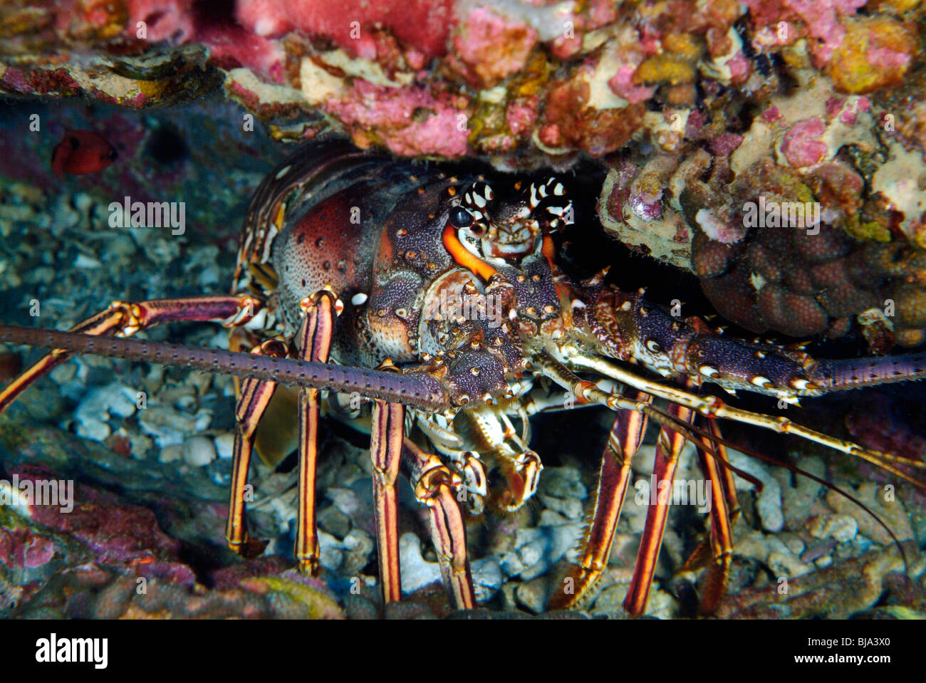 Caribbean spiny lobster in the Gulf of Mexico Stock Photo - Alamy