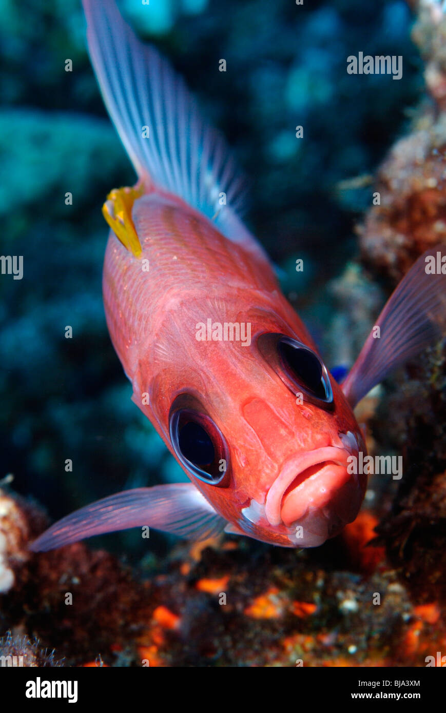 Gulf of mexico texas underwater hi-res stock photography and images - Alamy