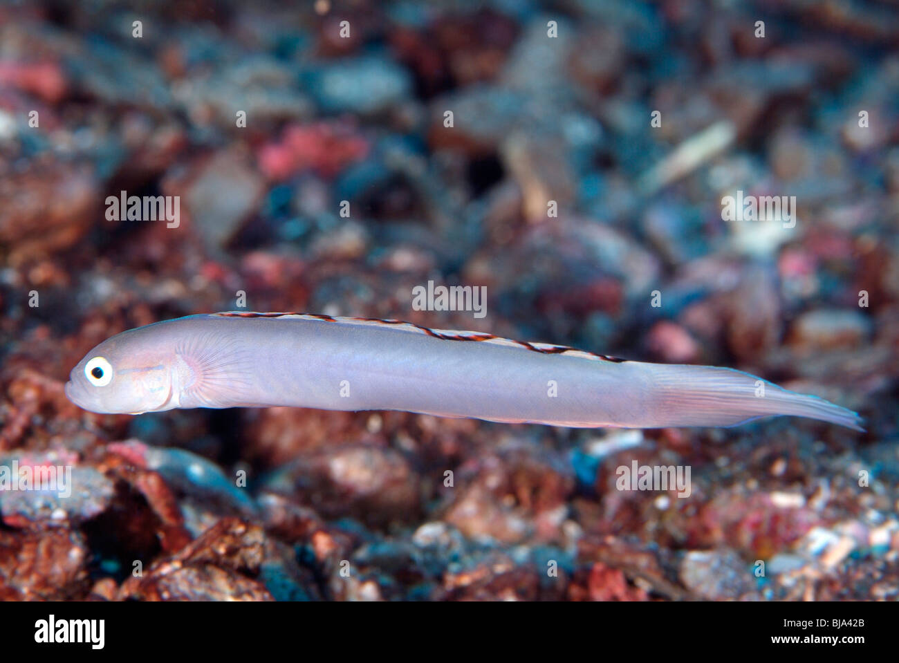 Blue goby hovering in the Gulf of Mexico Stock Photo - Alamy