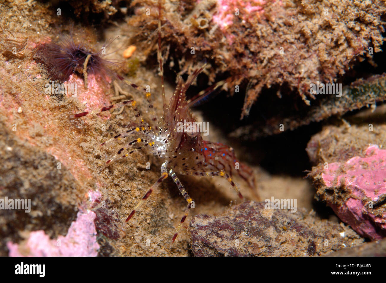 Coonstripe shrimp in south Vancouver Island, Pacific Ocean Stock Photo ...