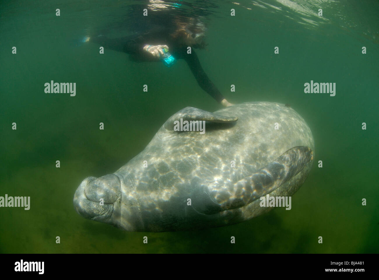 Snorkeler swimming with a manatee off Crystal River Stock Photo - Alamy