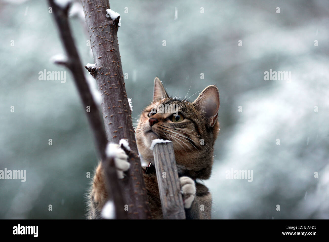 Cats Falling From Tree