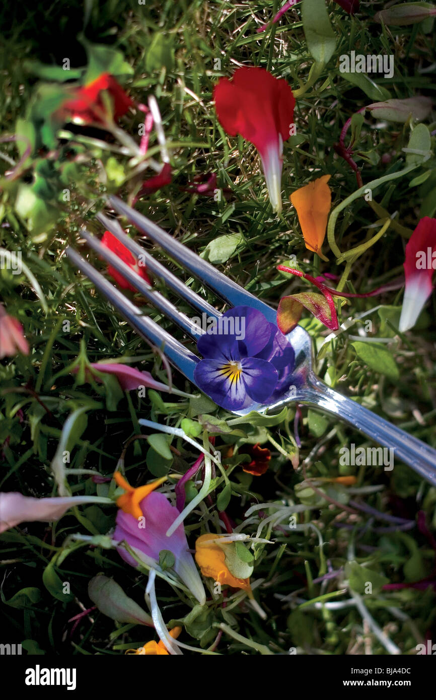 Edible flower on a fork in a bed of edible flowers and greenery ...