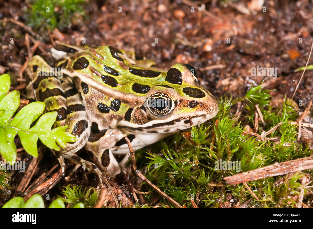 The northern leopard frog, Rana pipiens, is native to parts of Canada ...
