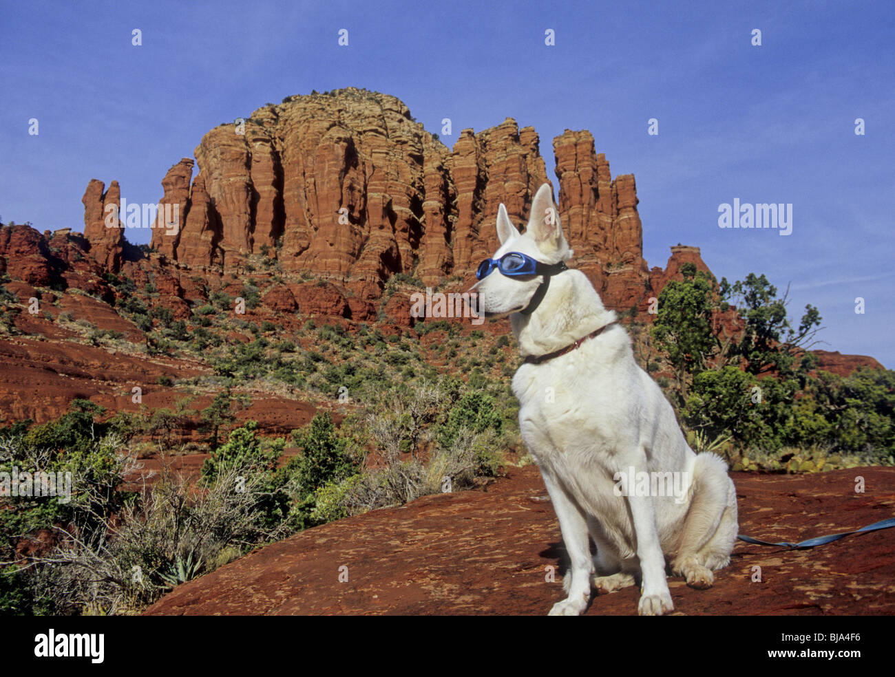 White German Shepherd wearing Doggles at Chicken Point in Sedona Stock ...