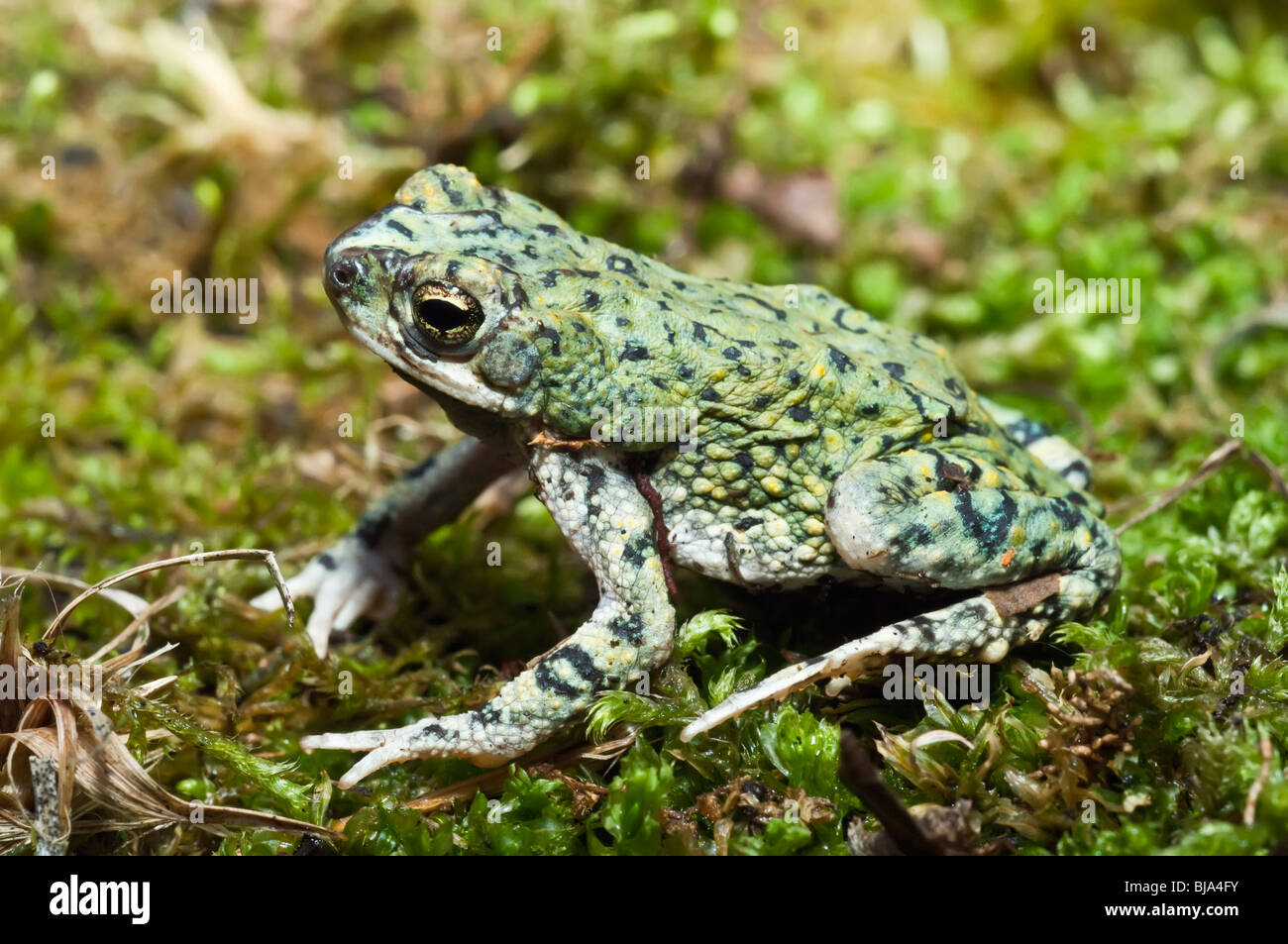 Toad by creek hi-res stock photography and images - Alamy