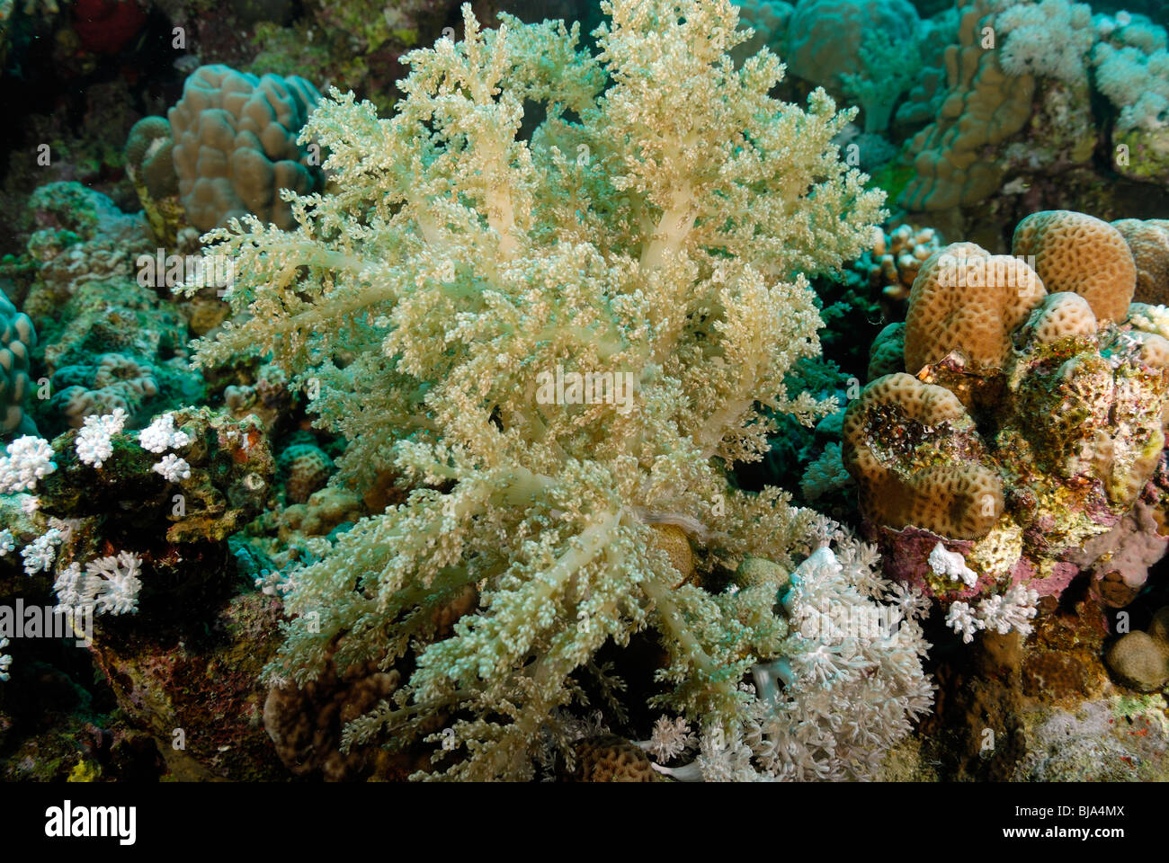 Soft coral growing in Red Sea Stock Photo - Alamy