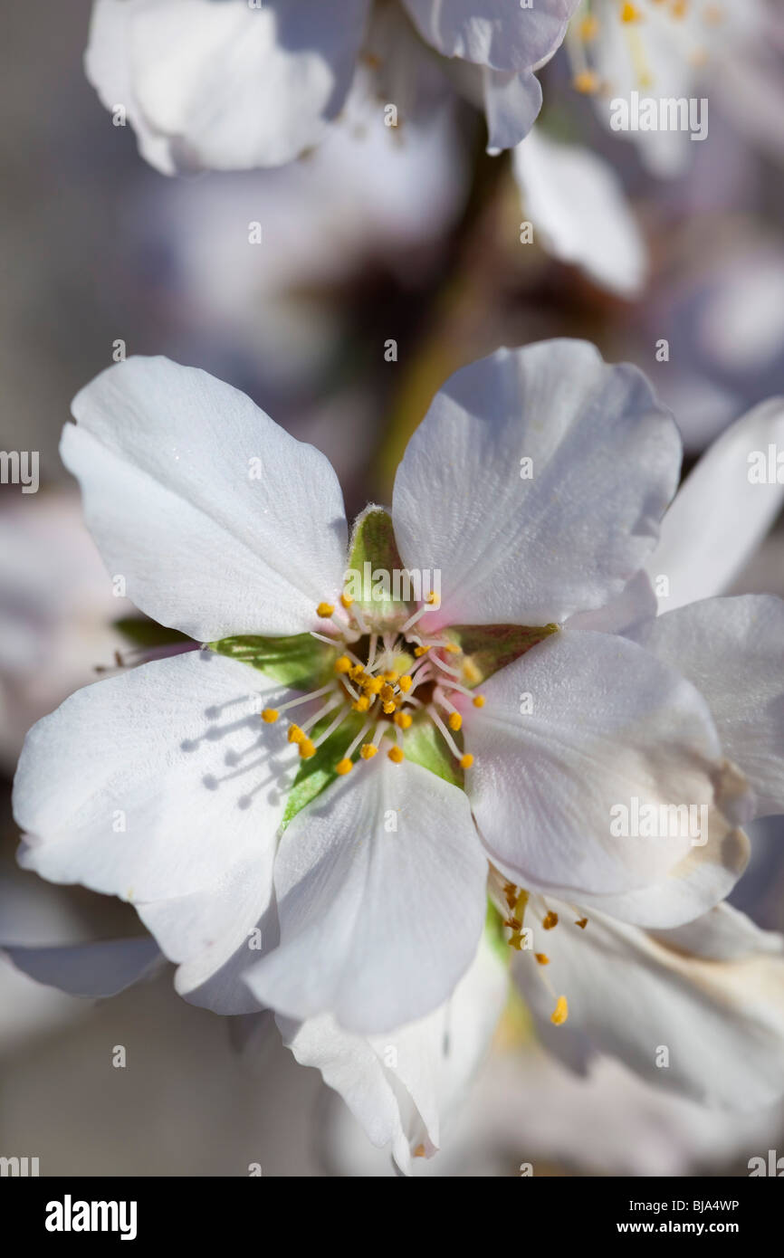 Almond tree flowers hi-res stock photography and images - Alamy
