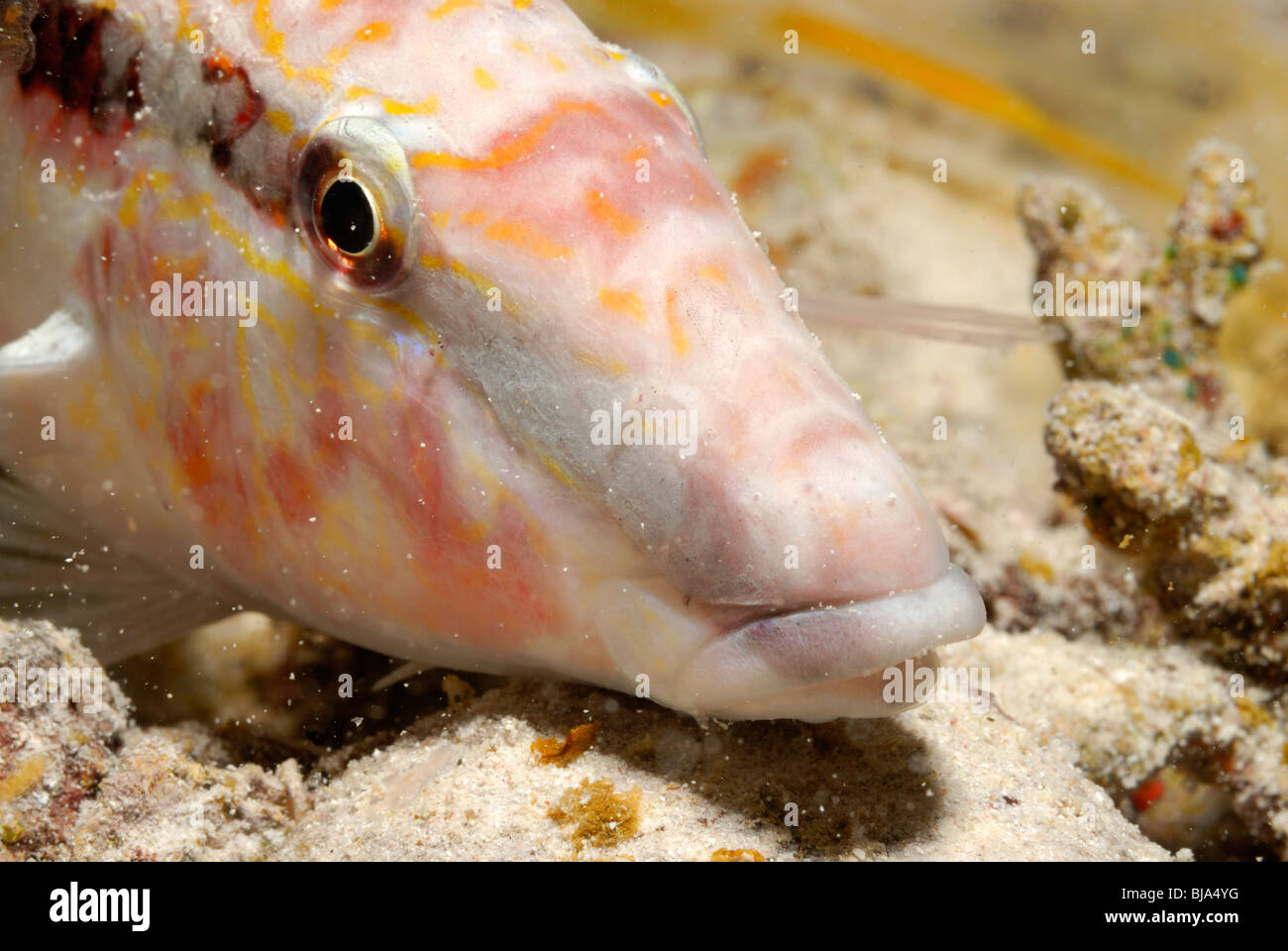 Head of a rosy goatfish in the Red Sea Stock Photo - Alamy