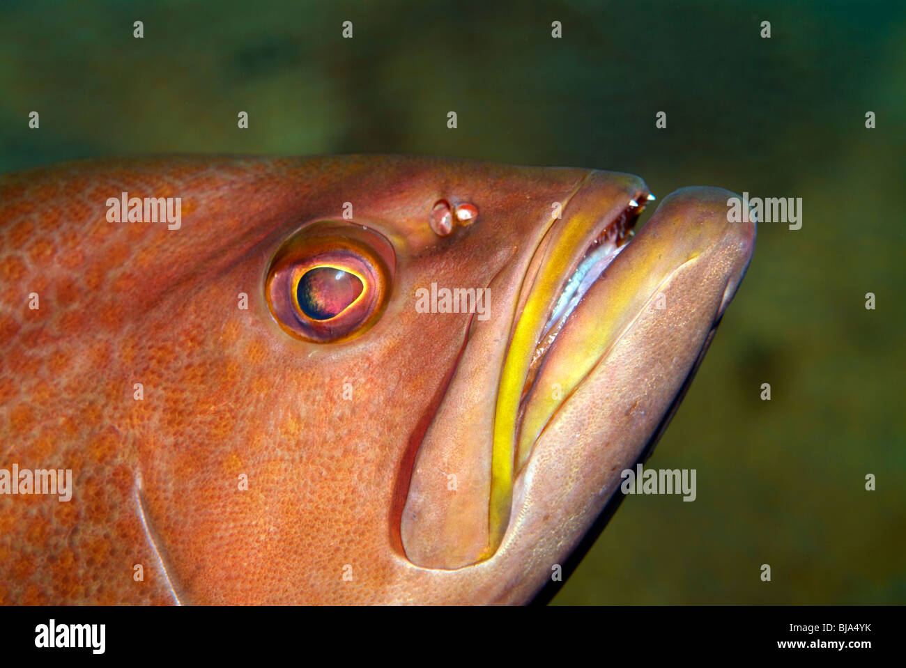 Yellowmouth grouper in the Gulf of Mexico Stock Photo - Alamy