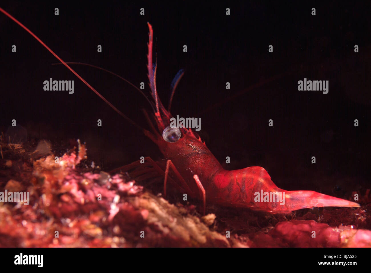 Gulf of mexico texas underwater hi-res stock photography and images - Alamy