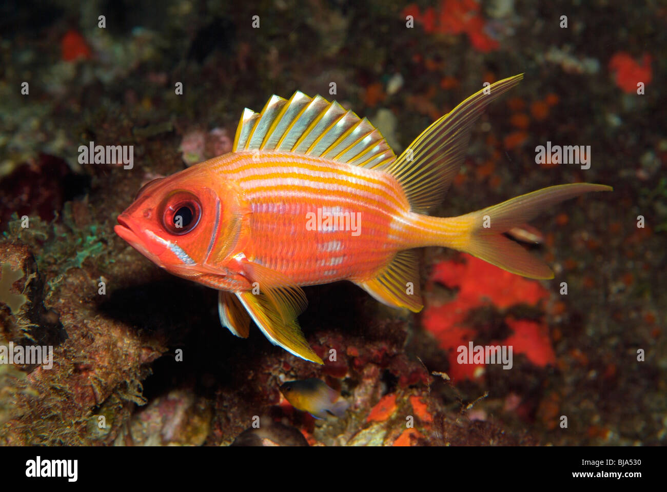 Longspine squirrelfish in the Gulf of Mexico Stock Photo - Alamy