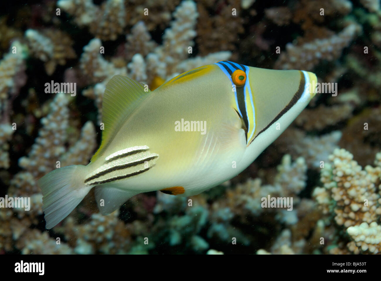 Picasso triggerfish hi-res stock photography and images - Alamy