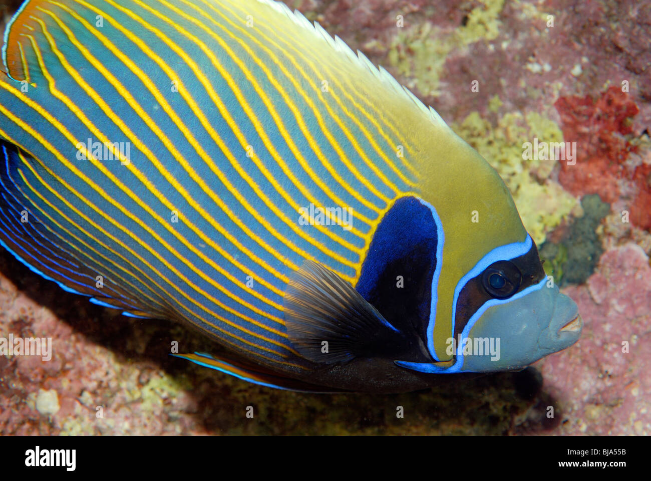 Red emperor fish hi-res stock photography and images - Alamy