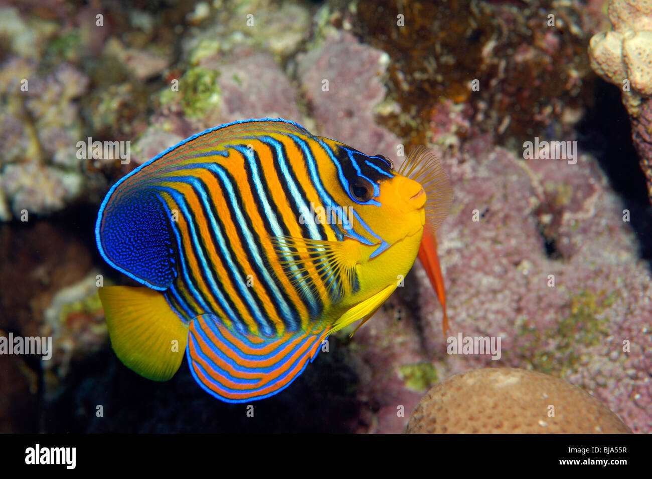 Regal Angelfish Juvenile