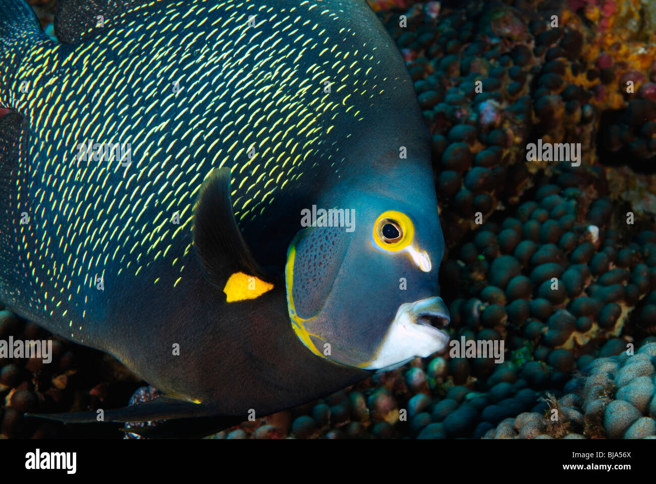 Gulf of mexico texas underwater hi-res stock photography and images - Alamy