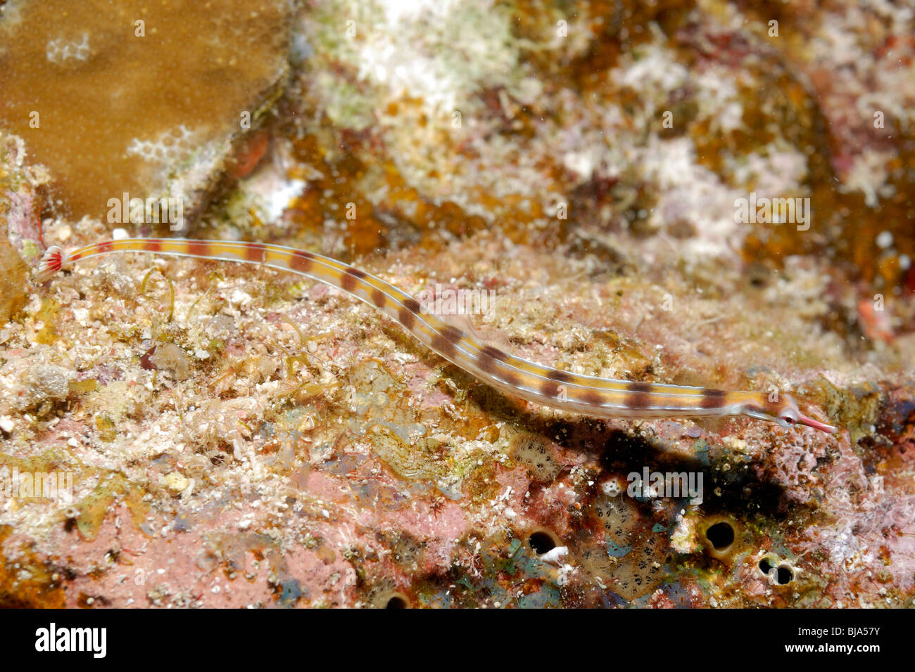 Banded pipefish in the Red Sea Stock Photo - Alamy