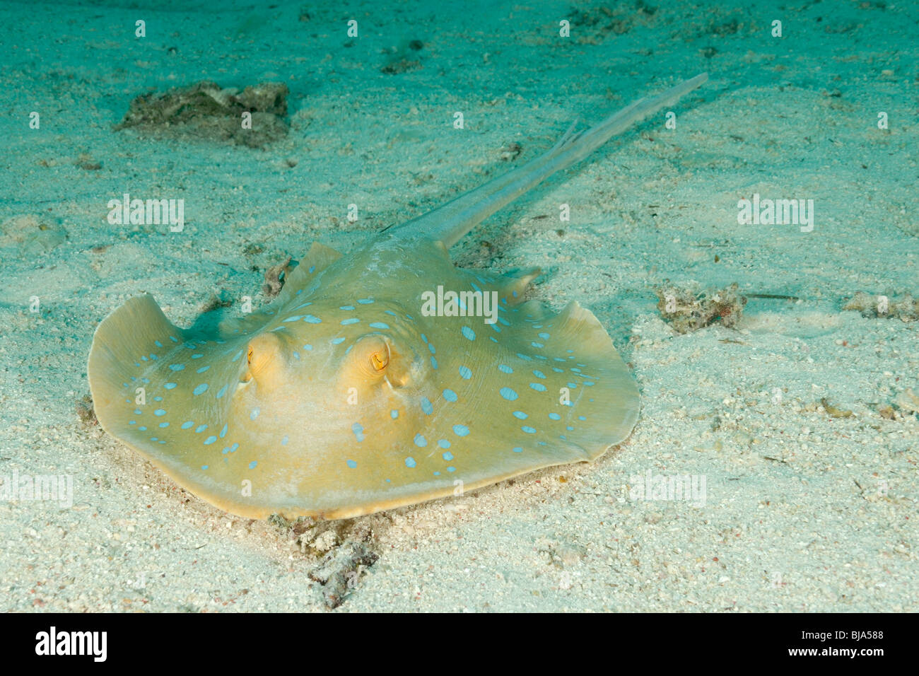 Blue-spotted ribbontail ray on sand in the Red Sea Stock Photo - Alamy