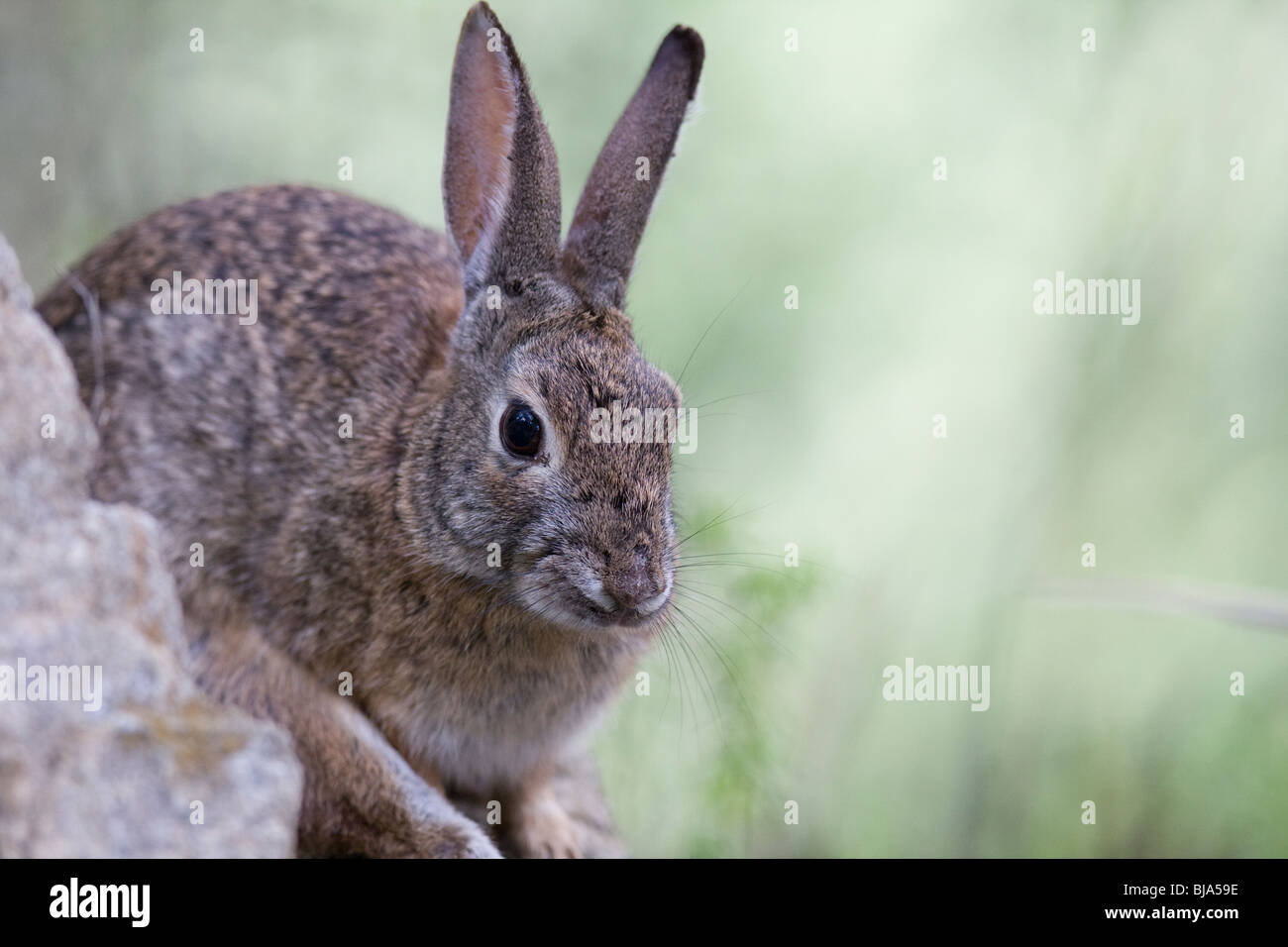 Wild rabbit taken in Southern California with a very diffused ...