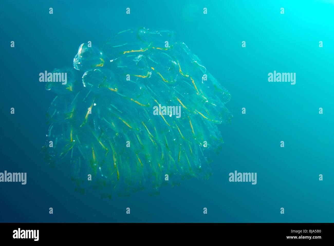 Salp hi-res stock photography and images - Alamy