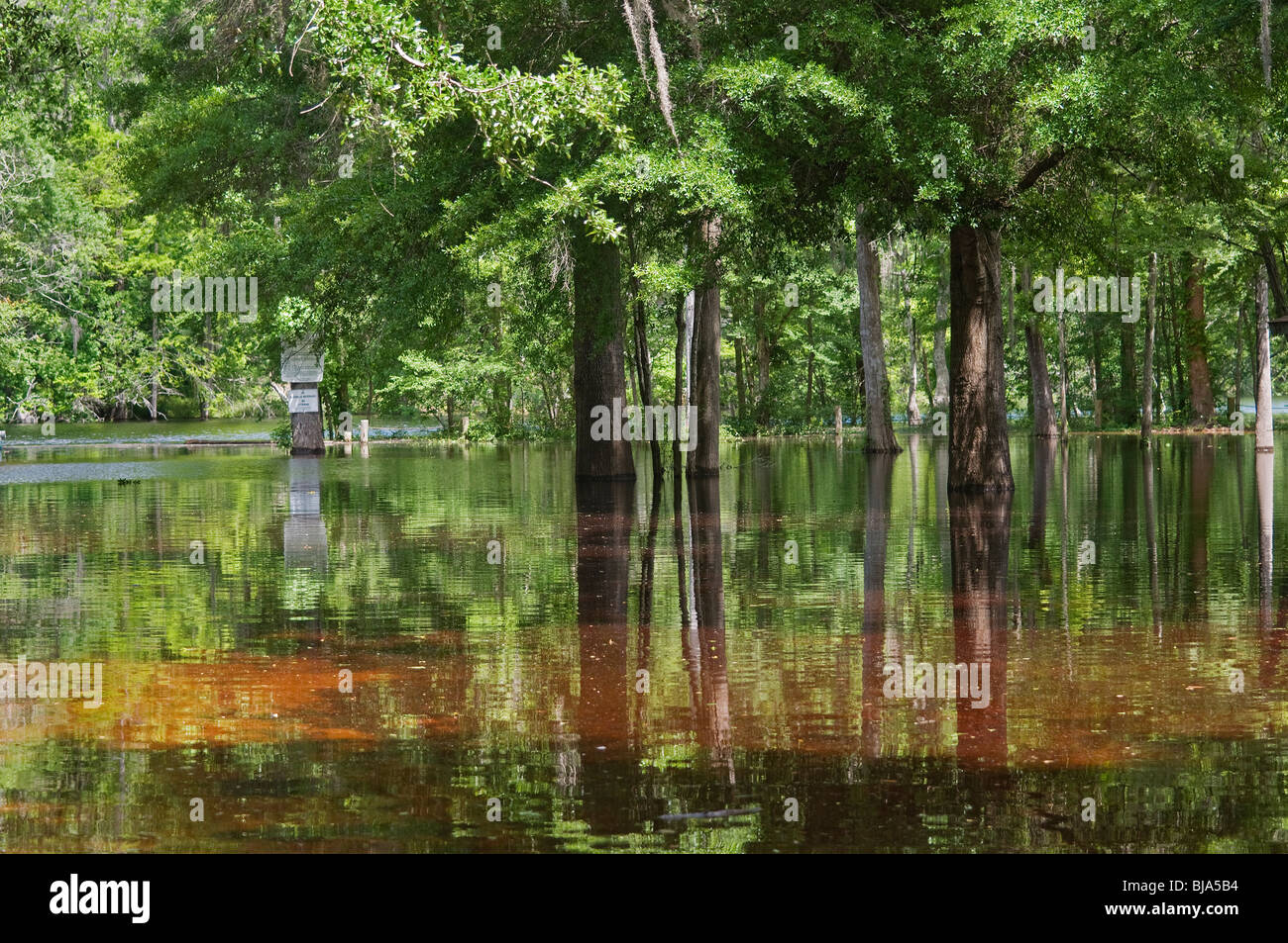 flooding North Florida rivers after heavy spring rain 4-09 local park ...
