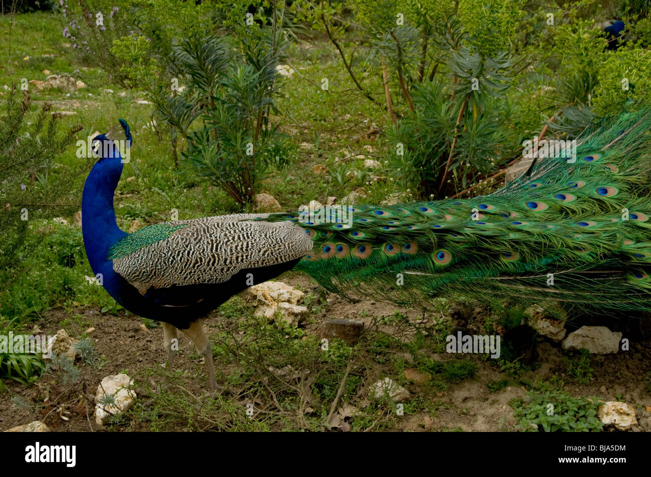 Portrait de peafowl hi-res stock photography and images - Alamy