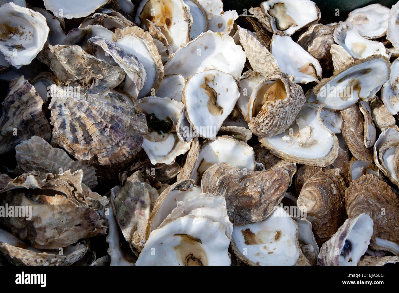 Close-up of oyster shells, Whitstable,Kent, England Stock Photo - Alamy