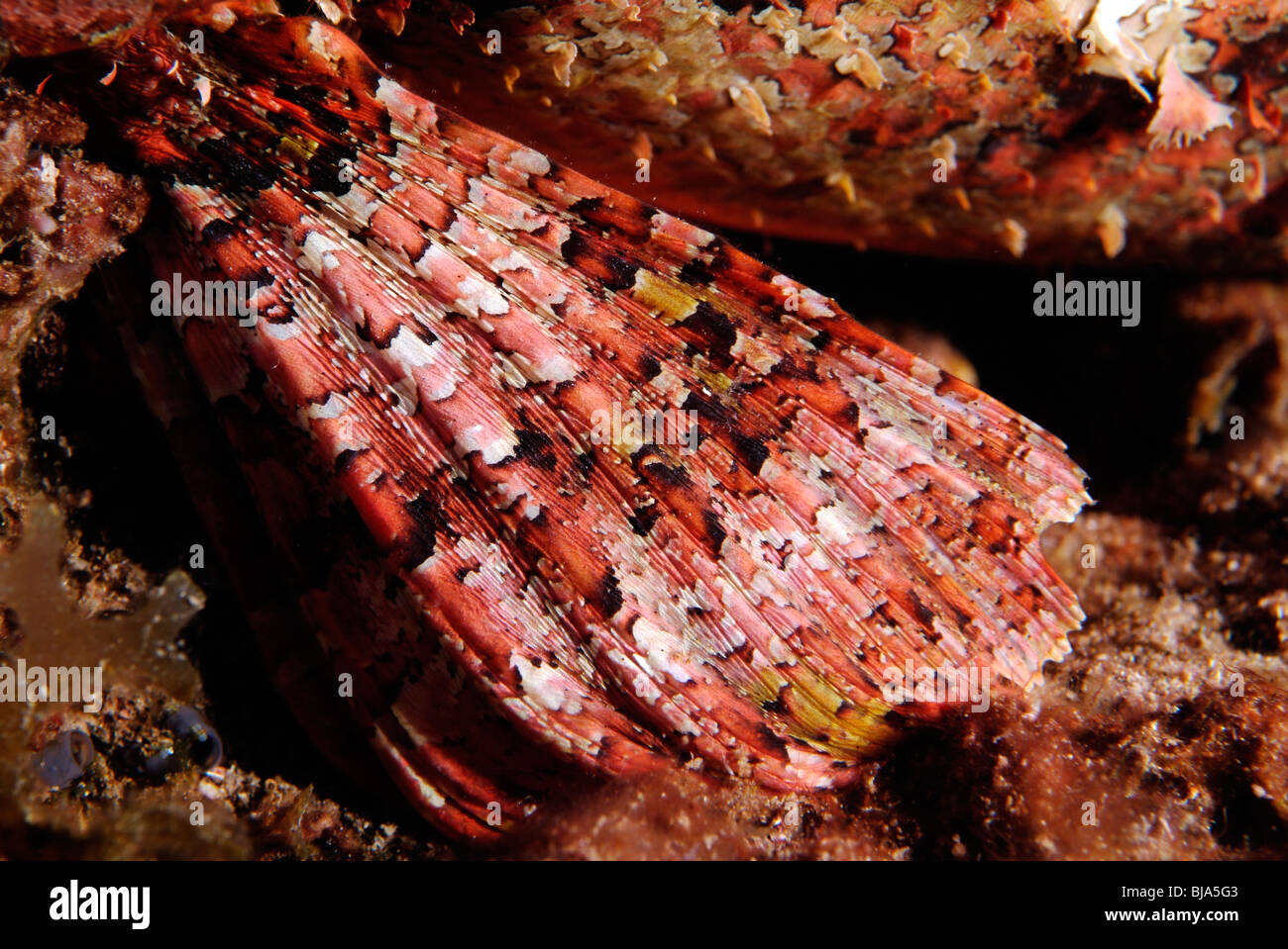 Fin off hi-res stock photography and images - Alamy