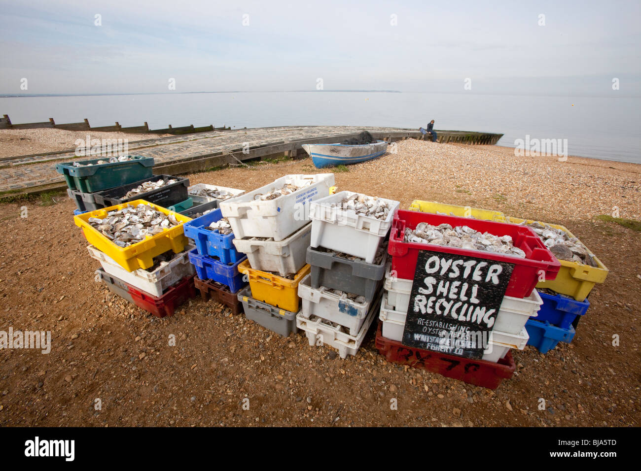 Oyster shells collected in containers on the beach, Whitstable,Kent ...