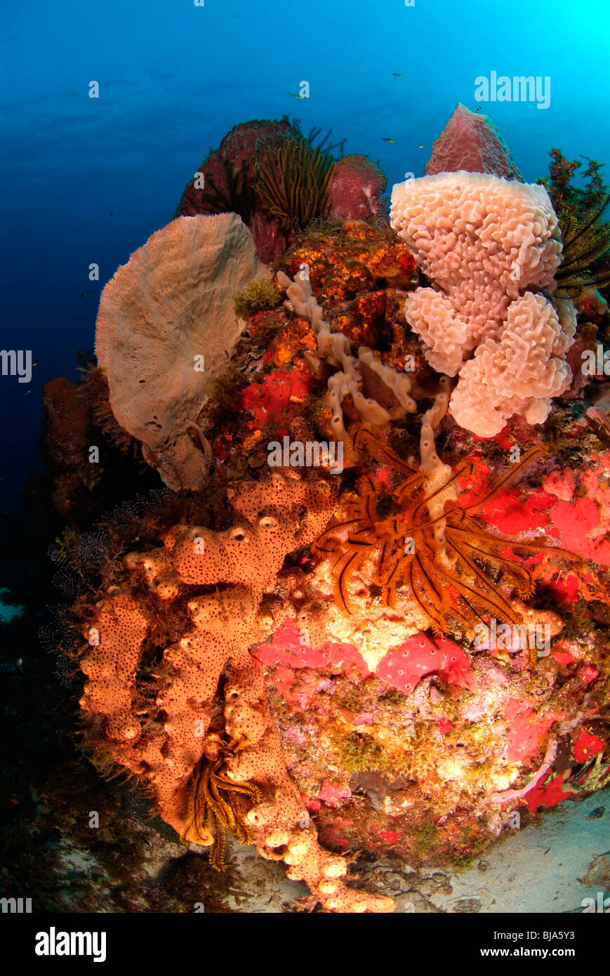 Coral reef underwater tube callyspongia hi-res stock photography and ...