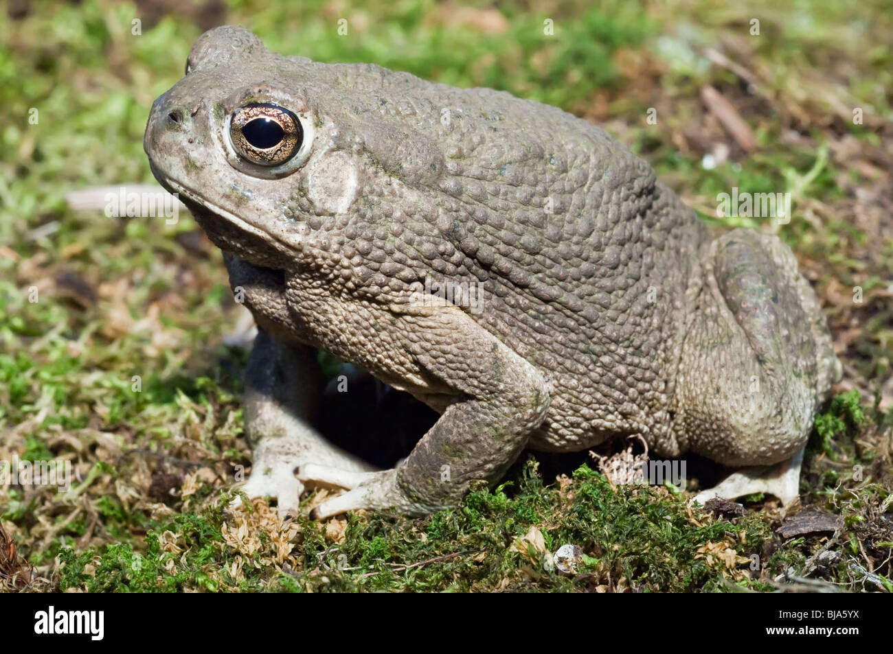 The Texas toad, Bufo speciosus, is native to Texas, north into Oklahoma ...