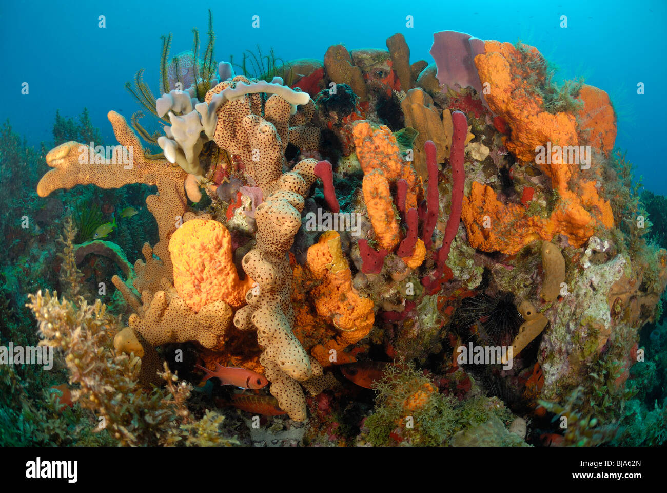 Orange red encrusting sponge hi-res stock photography and images - Alamy