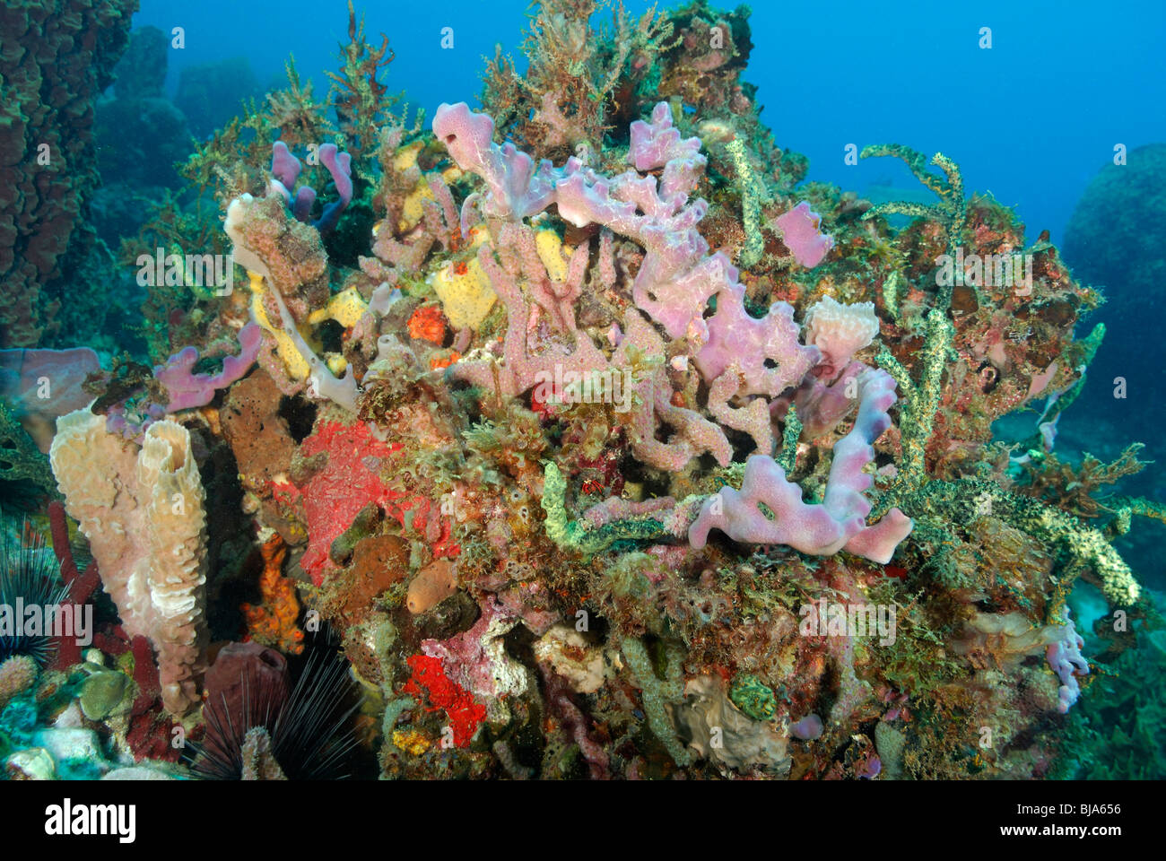 Lumpy overgrowing spongen hi-res stock photography and images - Alamy