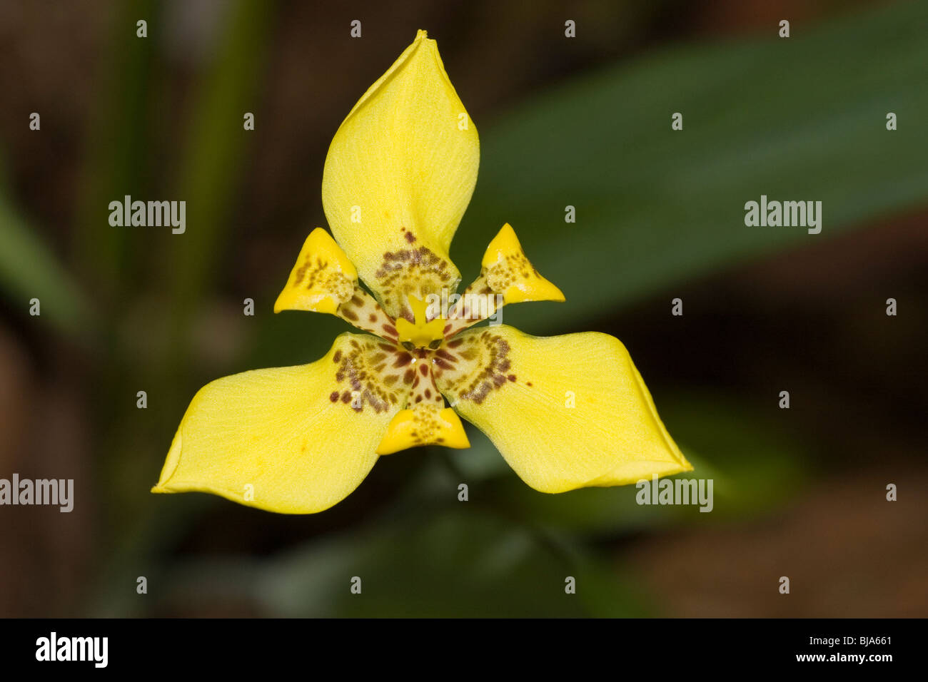 Iradaceae hi-res stock photography and images - Alamy