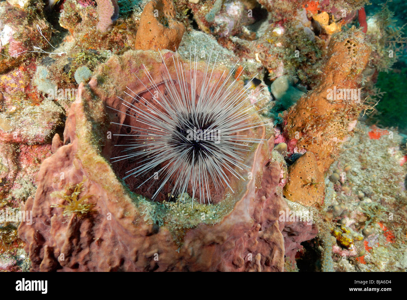 Long spined sea urchin hi-res stock photography and images - Alamy