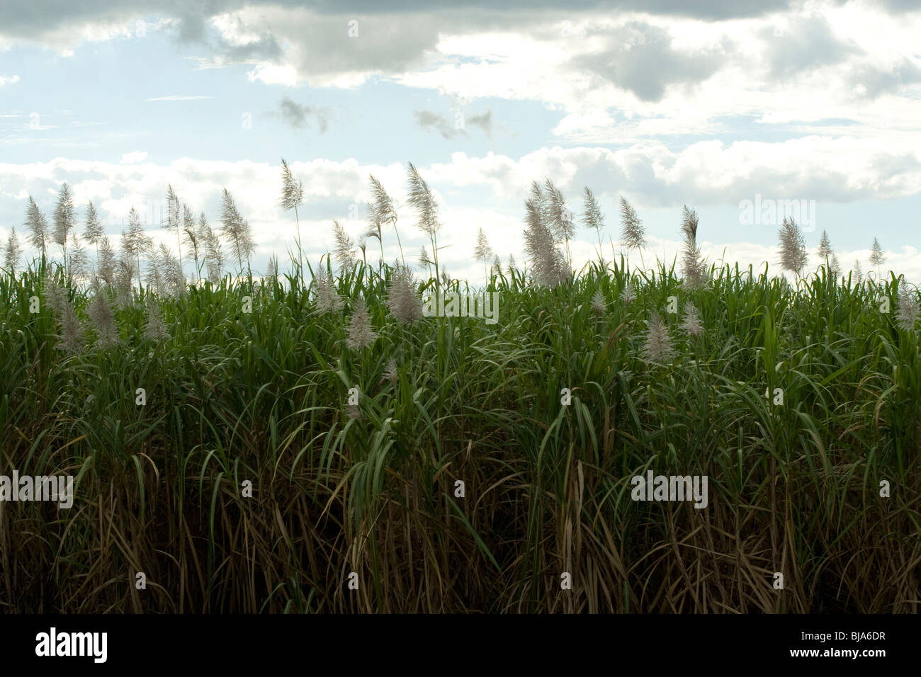 Sugar cane harvest in cuba hi-res stock photography and images - Alamy