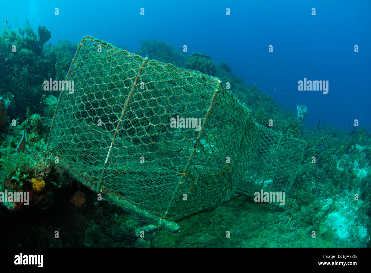 Reef lobsters hi-res stock photography and images - Alamy