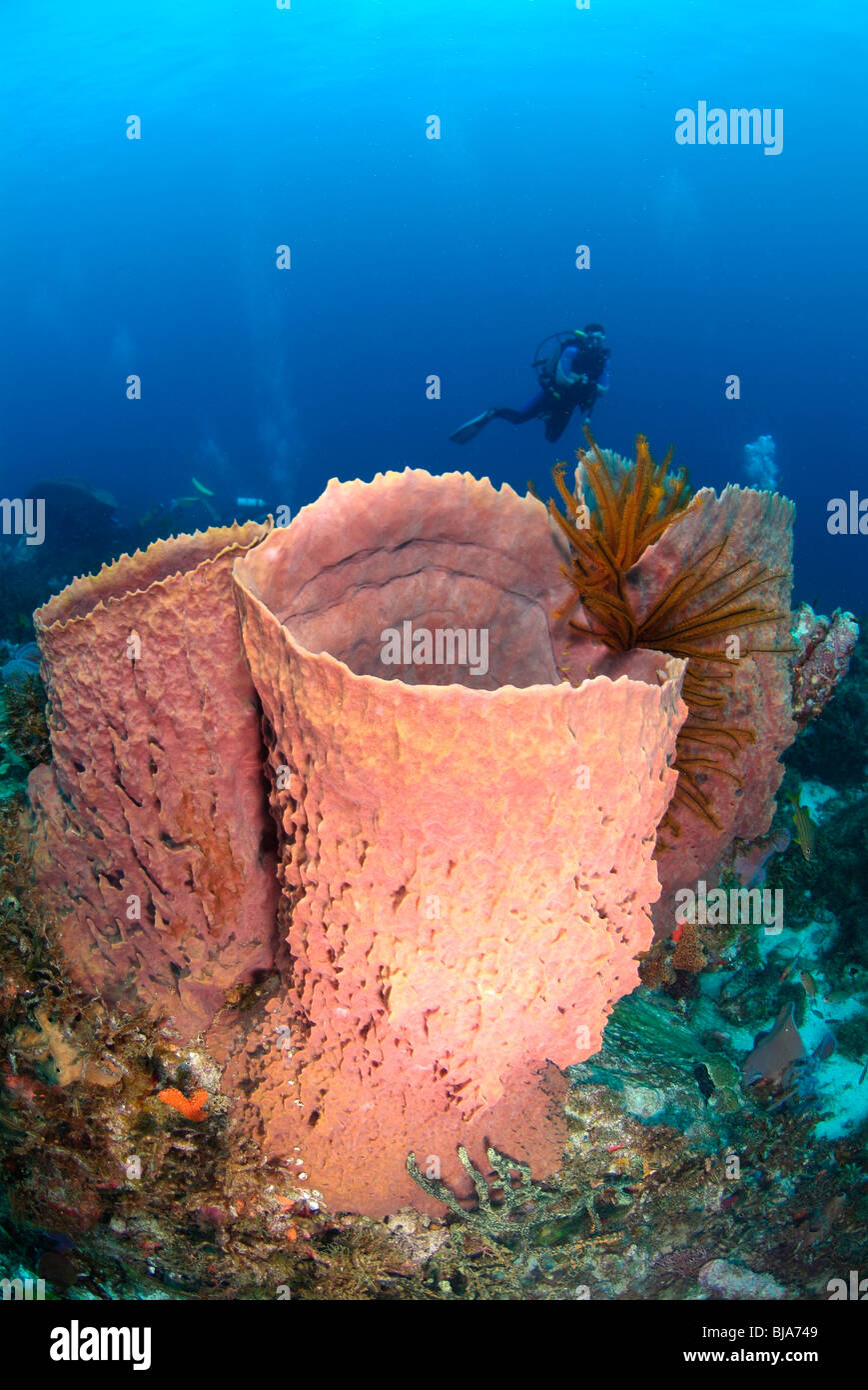 Giant barrel sponge hi-res stock photography and images - Alamy