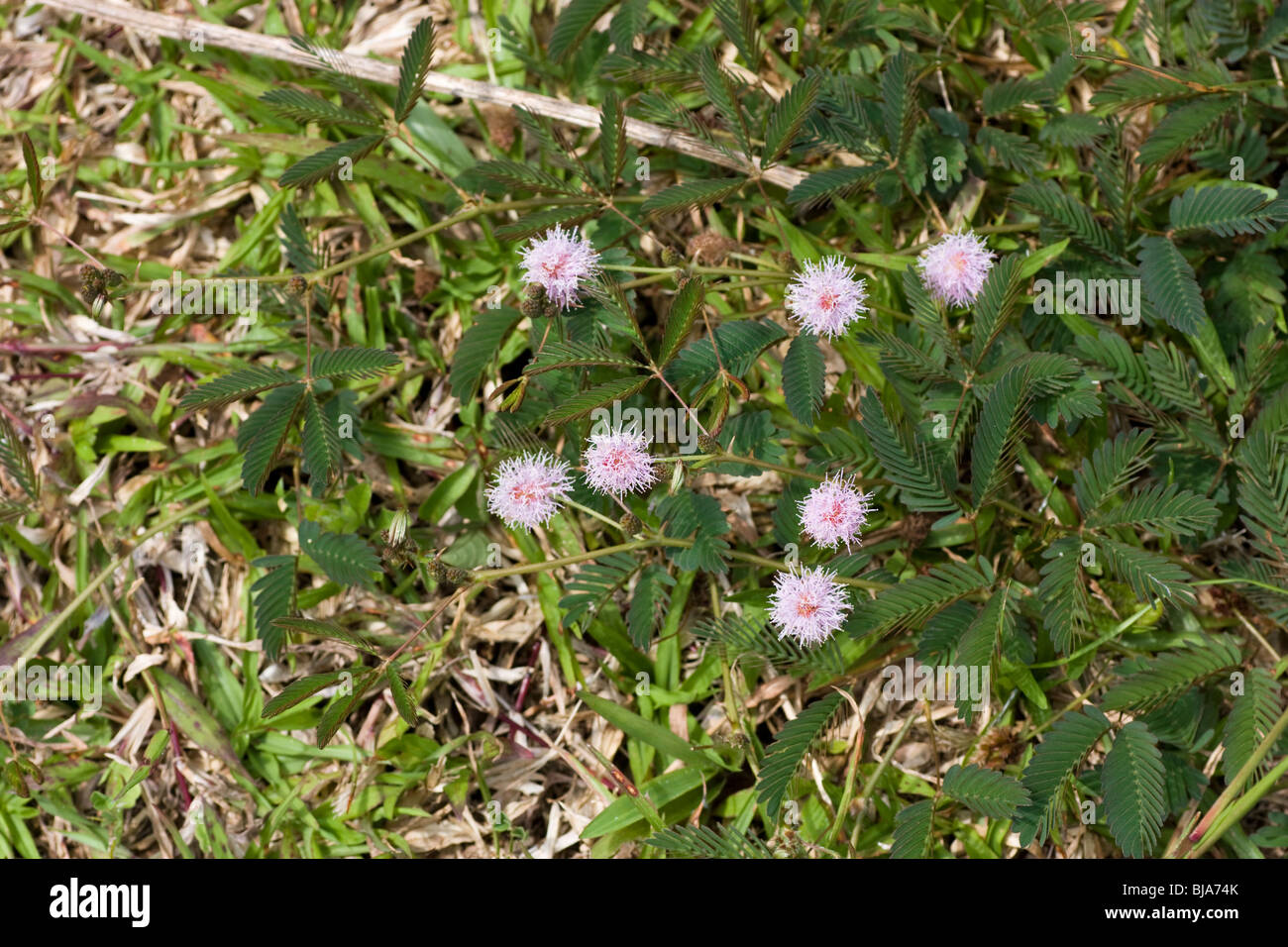 Sensitive Plant (Mimosa pudica) plant and flower, annual or perennial ...