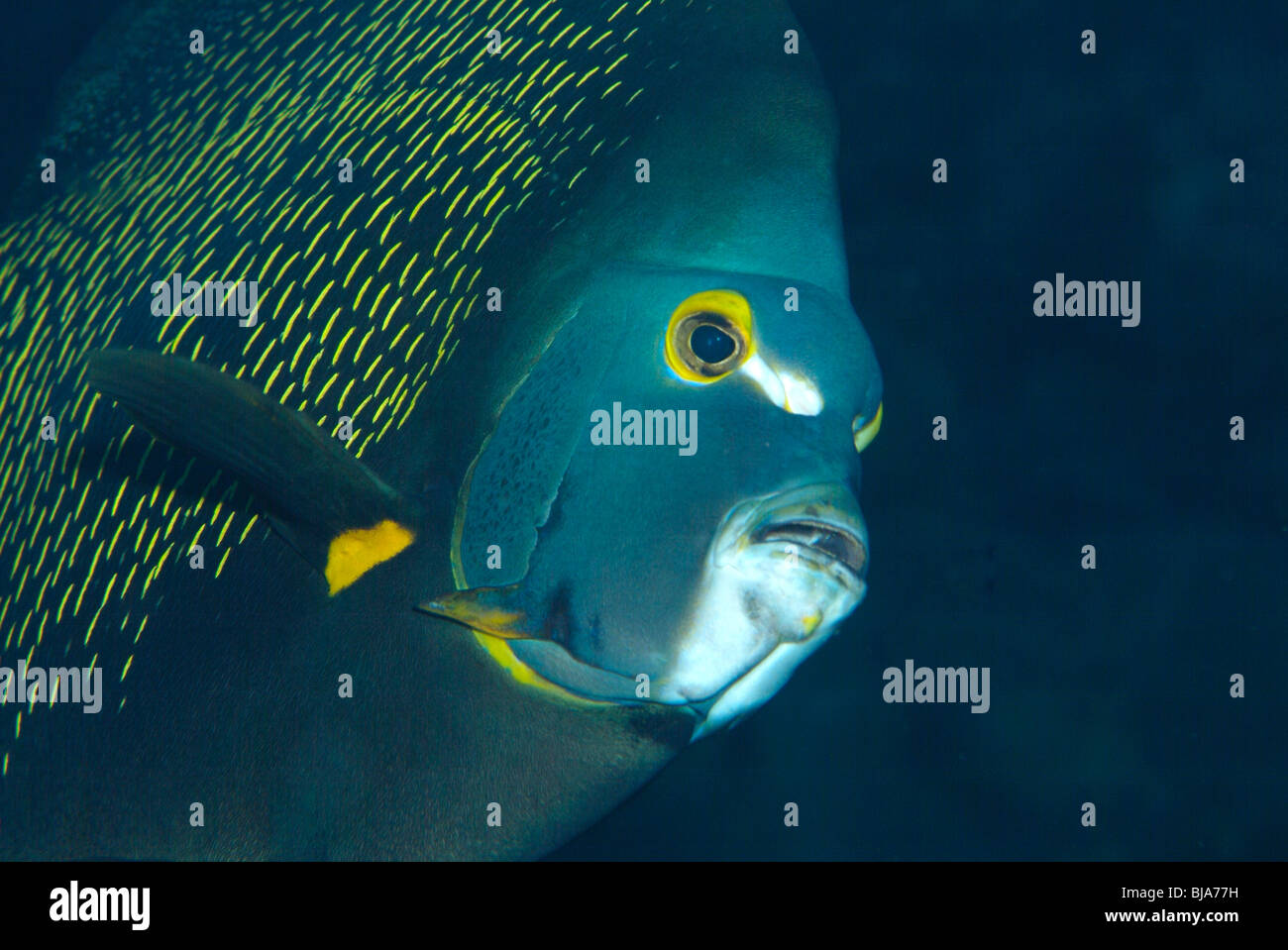 Bryozoans hi-res stock photography and images - Alamy