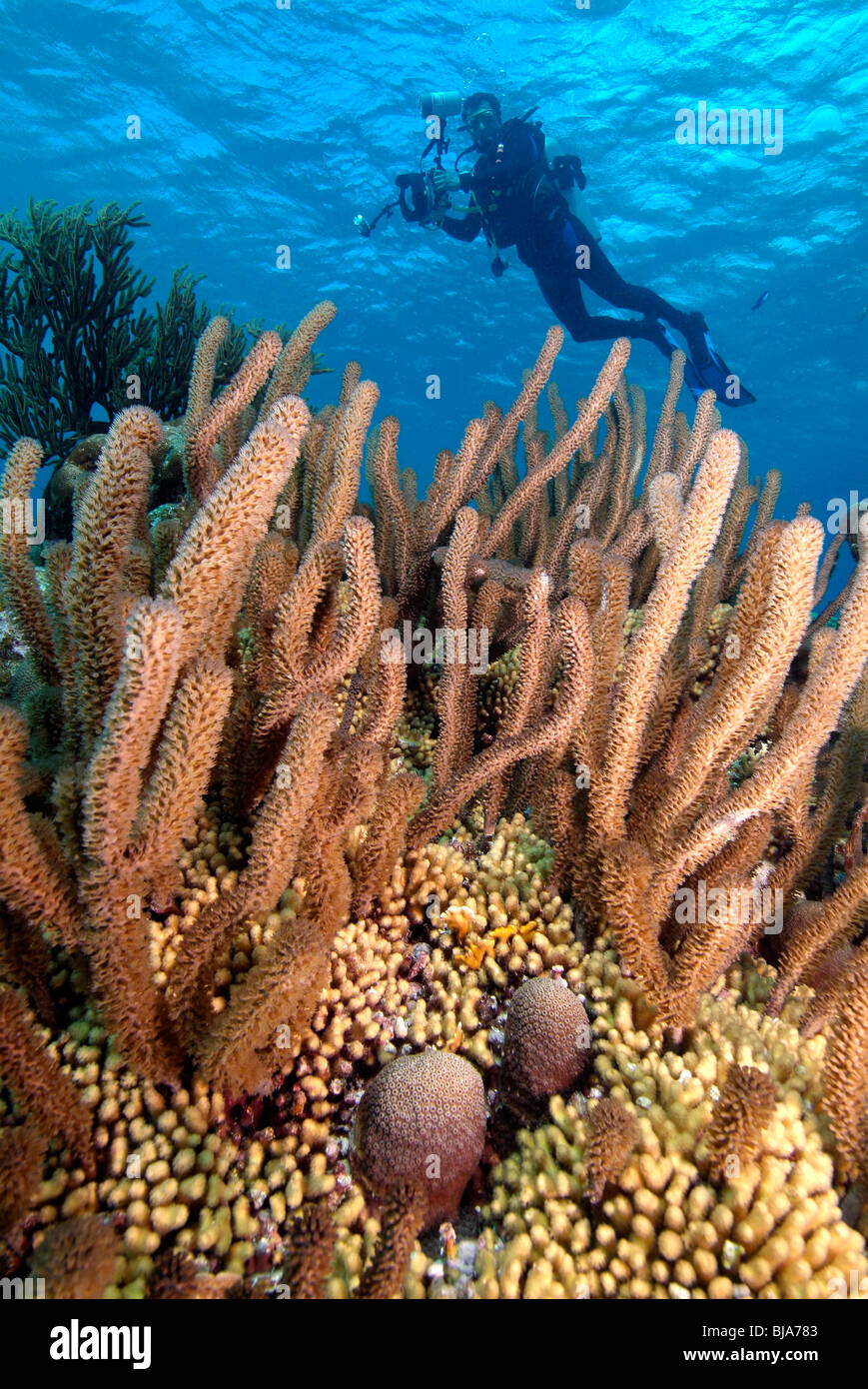 Bonaire island background hi-res stock photography and images - Alamy