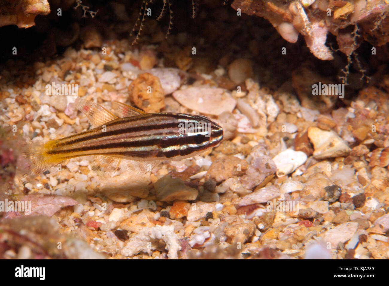 Striped cardinalfish in Raja Ampat off Papua Stock Photo - Alamy